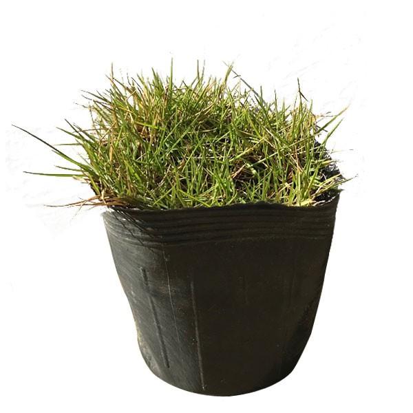 部分的に芝を植えたい、芝の補修をしたい、という方にオススメのポット苗です。高麗芝は一般的な日本芝で、野芝に比べて芝質がきめ細やかなのが特徴です。個人の庭はもちろんゴルフ場で使用されることが多く、日本の風土に合った性質です。姫高麗芝よりは生育...