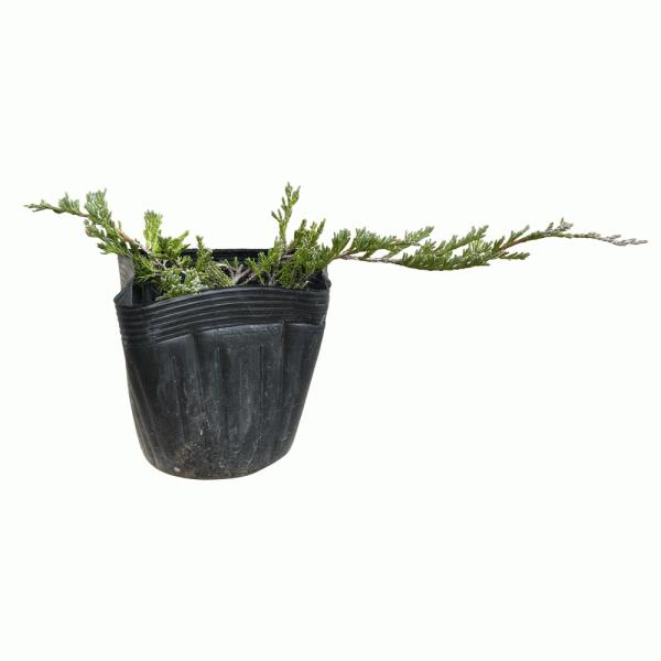 【特徴】這性コニファー