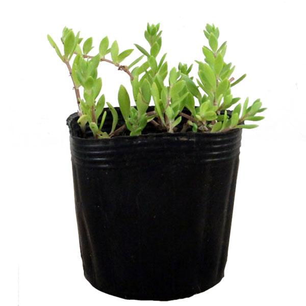 【特徴】セダムの一種