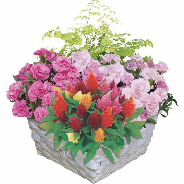 ・この商品は期間限定商品です（承り期日は05月05日まで）