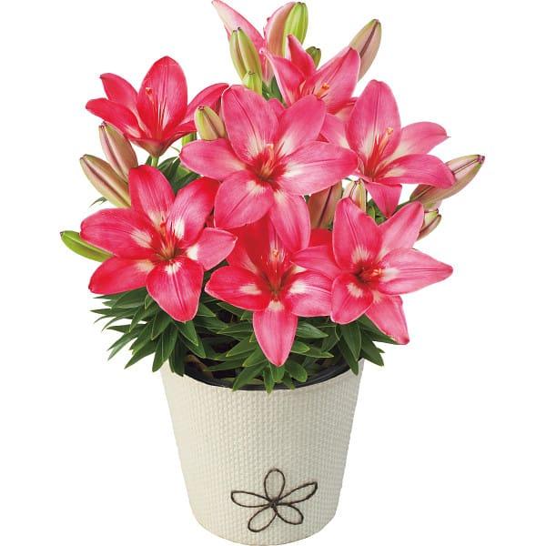 ・この商品は期間限定商品です（承り期日は05月05日まで）