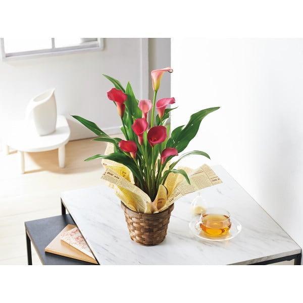 ・この商品は期間限定商品です（承り期日は05月05日まで）