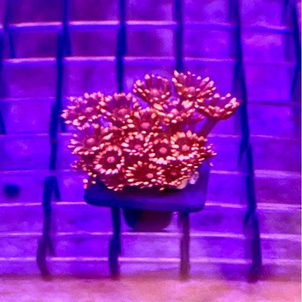 新入荷！　【Austraria  CDU】　オーストラリア産　ハナガサ　Goni　Pink　【Frag】サイズ：Fragサイズ　3cm　ご参考ください。照明：eco‐lampsブルーLEDに反応し、とても綺麗です！※こちらの商品は、Mari...