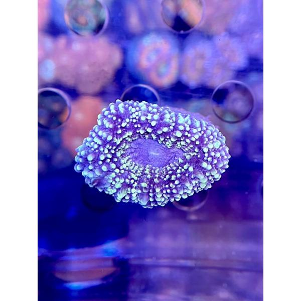 新入荷！【Austraria  CDU】オーストラリア産　ダイノウサンゴ　サイズ：　約7cm　ご参考ください。照明：illumagicブルーLEDに反応し、とても綺麗です！※こちらの商品は、MarinFish　エレファント様より仕入れており...