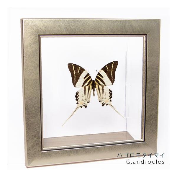 ●「昆虫界の職人」とも言えるプロの展翅人が、メタル風にデザインされたシャープな木製フレームにハゴロモタイマイを美しくディスプレイした新感覚の標本です。額フレームは置き型タイプです。フレーム正面に加え、上下左右ともにスケルトンタイプの透明なア...