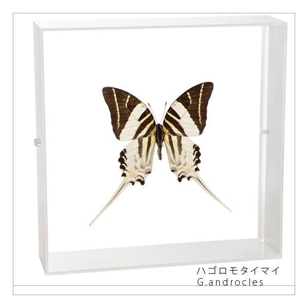 ●「昆虫界の職人」とも言えるプロの展翅人が、シャープで洗練されたデザインのアクリル製カラーフレームにハゴロモタイマイを美しくディスプレイした新感覚の標本です。フレームの両面にはアクリル板を使用しておりますのでチョウの翅の色柄を表からも裏から...
