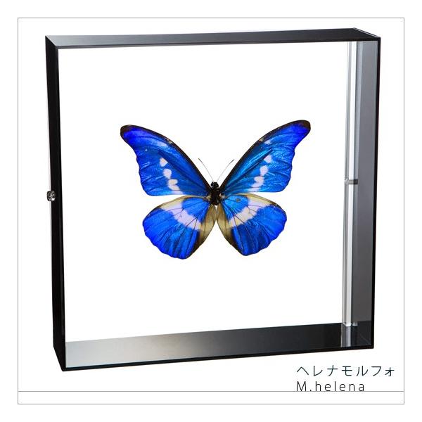 ●「昆虫界の職人」とも言えるプロの展翅人が、シャープで洗練されたデザインのアクリル製カラーフレームにヘレナモルフォを美しくディスプレイした新感覚の標本です。フレームの両面にはアクリル板を使用しておりますのでチョウの翅の色柄を表からも裏からも...