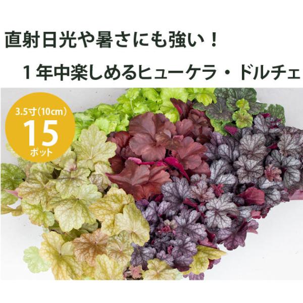 【発売日：2020年09月14日】日陰でもよく育ちます。草丈が出るので踏みつけられることはないでしょう。●●発送日について(お盆・年末年始除く)●●(曜日指定が無い場合) 火曜の08:30迄にご注文・お支払が確定した場合は同週の金曜発送、金...