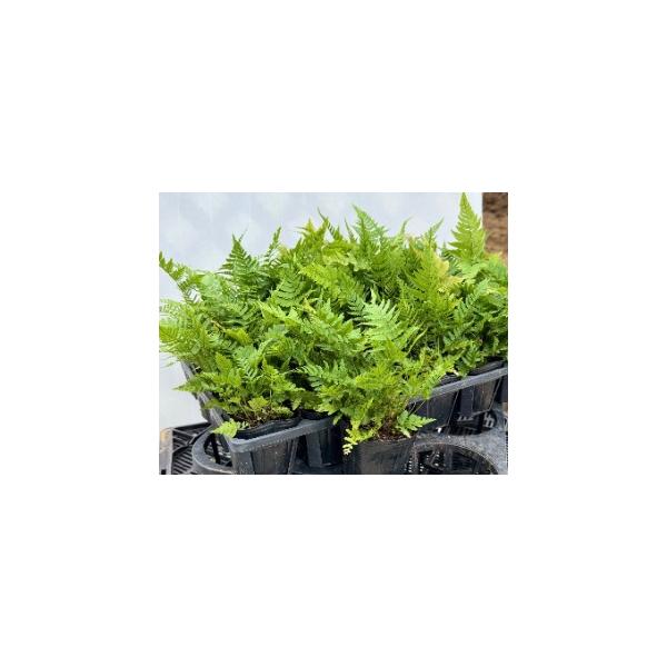 ※注文を受けてから、生産者さんに在庫を確認します。（時期により在庫がない場合もございます。ご了承くださいませ）※写真はイメージです。生育状況、季節などにより異なる場合がございます。■植物名：ベニシダ■オシダ科/オシダ属の常緑多年草■耐寒性：...