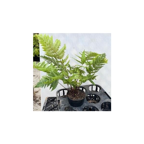 ※写真はイメージです。生育状況が異なる場合がございます。予めご了承ください。■植物名：ベニシダ■オシダ科/オシダ属の常緑多年草■耐寒性：-6℃くらいまで。本州以南■耐暑性：強い。高温多湿に強く乾燥には弱い。■日当たり：半日陰が適します■成長...