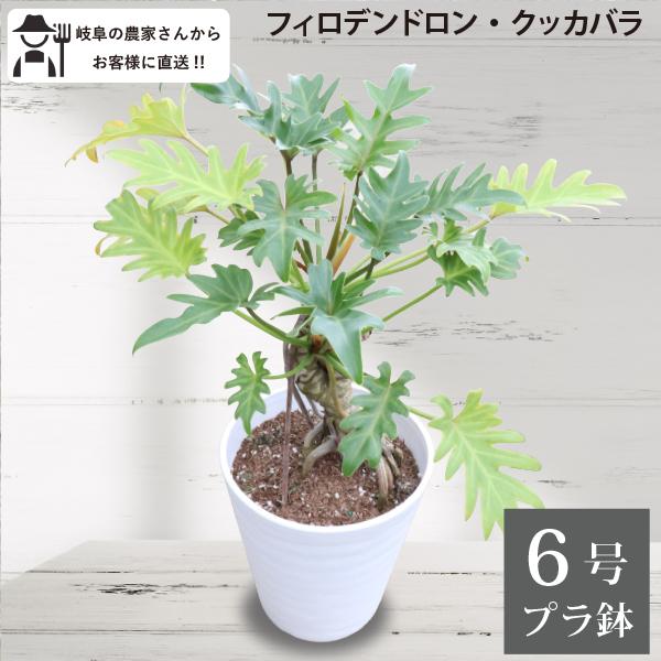 ※こちらは、岐阜県の農家さんから直接お客様にお届けしてくれます。※写真はイメージであり、生育状況により形や色等が実際の商品とは異なる場合がございます。ご了承いただけますようお願いいたします。■植物：フィロデンドロン　クッカバラ■サイズ：6号...