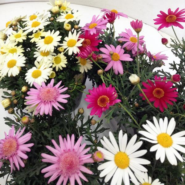 ●●発送日について(お盆・年末年始除く)●●(曜日指定が無い場合) 火曜の08:30迄にご注文・お支払が確定した場合は同週の金曜発送、金曜の08:30迄にご注文・お支払が確定した場合は翌週の火曜発送です。平日希望の場合は火曜、週末希望の場合...