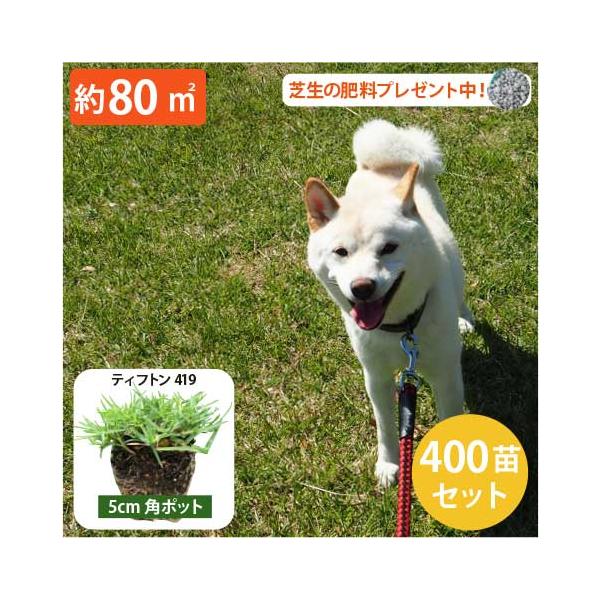 【発売日：2020年09月14日】※一日最低5時間以上の日照が必要です。※植え付けは年中可能ですが、関東以西〜中国地方(温暖地)の場合は3月末〜8月頃に植えると３か月前後で全体に行き渡りますが、9月以降に植えた場合はある程度成長した後で地上...