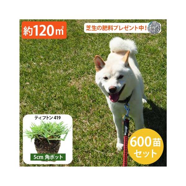 【発売日：2020年09月14日】※一日最低5時間以上の日照が必要です。※植え付けは年中可能ですが、関東以西〜中国地方(温暖地)の場合は3月末〜8月頃に植えると３か月前後で全体に行き渡りますが、9月以降に植えた場合はある程度成長した後で地上...