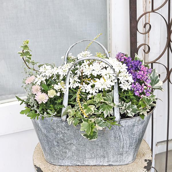 イベリス・ウィスラー、ネメシア・ディープブルー、スカビオサ・白ときどき桃、オレアリア・リトルスモーキー、カルーナ、ヘデラ・こもれびの季節の花寄せ植えです。画像の現品販売、送料無料商品になります。＊培養土で植えています。＊ブリキポットはアンテ...