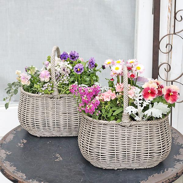 ナチュラルなバスケットに季節の花の寄せ植えです。ピンクカラーとブルー系カラーの現品販売になります。どちらかをお選びください。＊培養土で植えています。＊容器は自然な風合いの仕上がりですので、色ムラ、歪みなどあります。＊植物は日々生長しています...
