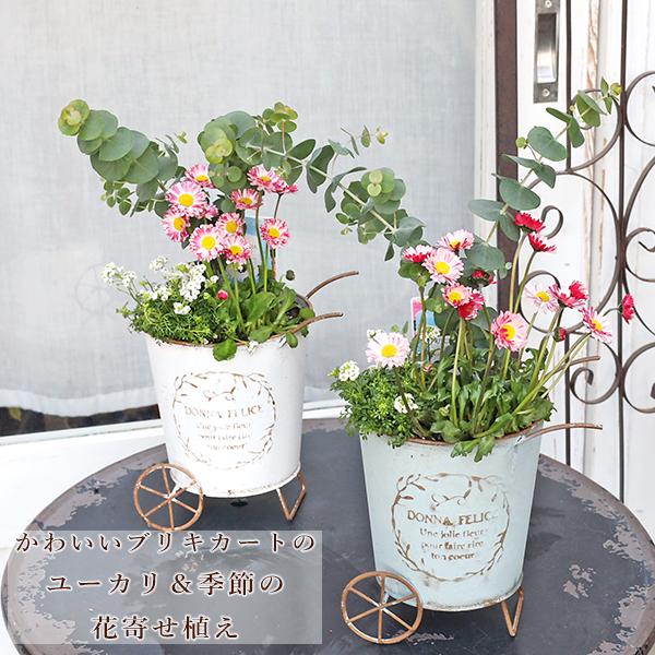現品販売 季節の花寄せ植え ユーカリ＆イングリッシュデージー ナチュラルブリキカートです。画像の商品、現品販売になります。カラーのブルーまたはホワイトからお選びください。ユーカリ ベイビーブルーブーケ、イングリッシュデージー ロリポップ、フ...
