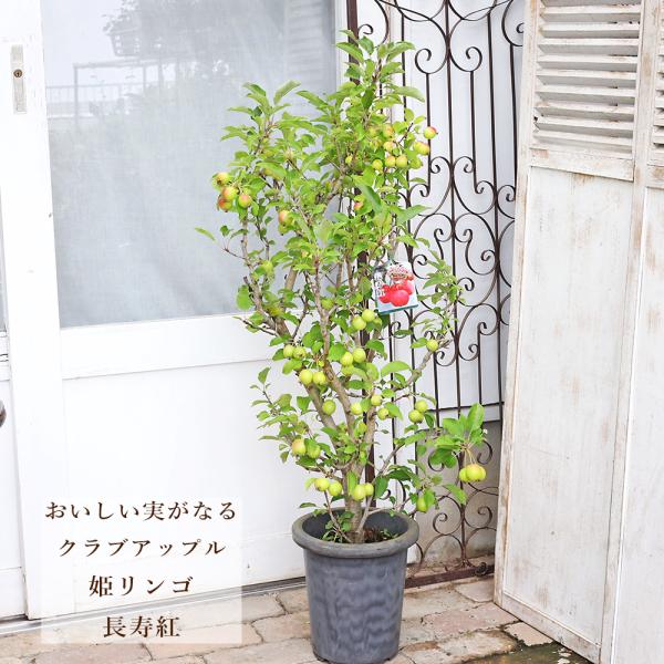果樹苗木 実付き 姫りんご 長寿紅 クラブアップル 8号(24cm)です。高さ：約120cm画像の現品販売。送料無料(北海道・東北は別途送料) 撮影6/20４cm程の小さなリンゴの実がたくさん付いています。春に上品な白い花が無数に咲き、その...