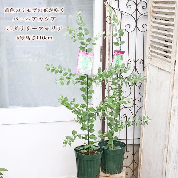 常緑苗木 パールアカシア ポダリリーフォリア 6号(18cm)です。高さ約110cm丸葉で柔らかな優しい印象のパールアカシア。春には黄色いミモザの花をたくさん咲かせます。性質は丈夫で育てやすく、成長が早いです。ナチュラルおしゃれなシンボルツ...