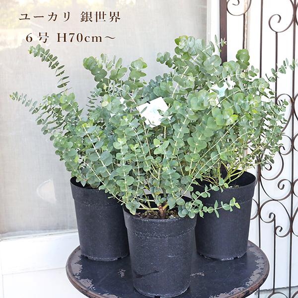 常緑苗木 ユーカリ 銀世界 ベイビーブルー 6号(18cm) 高さ約70〜80cmです。丸葉の青みがかったグリーンの葉が美しく、ナチュラルな印象のユーカリ銀世界。葉に触れると爽やかな香りが漂います。葉と葉の節間が短くよく茂ります。成長は緩や...