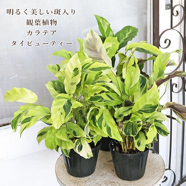 観葉植物 カラテア タイビューティー 3.5号(10.5cm)です。ライトグリーンに濃いグリーンの斑入りの葉、葉の裏はダーク系エンジ色です。ボリュームよく明るく美しいタイビューティーです。性質は丈夫で育てやすく、夏の高温多湿に強く生き生きと...