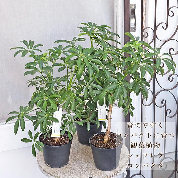 観葉植物 シェフレラ コンパクタ 3.5号(10.5cm)です。丈夫で育てやすいシェフレラの矮性品種です。従来のシェフレラと比較して樹高・葉のサイズがコンパクトなところが特徴です。比較的耐寒性もあり管理しやすく手間がかかりません。まとまりや...