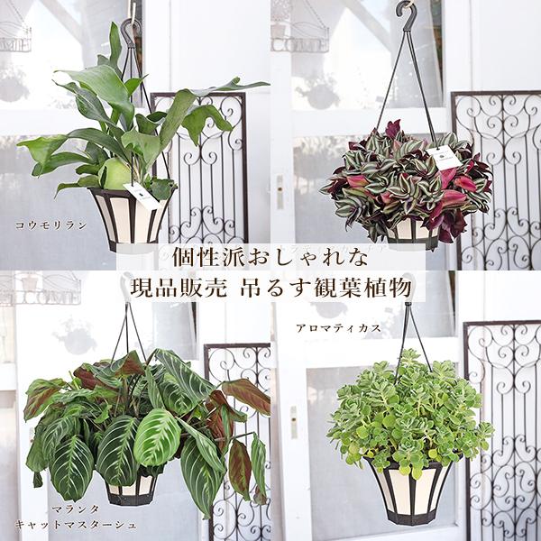 現品販売 観葉植物 コウモリラン・トラディスカンチア ・マランタ キャットマスターシュ・アロマティカス・ドルフィンネックレス 5号吊り鉢です。(高さ43cm フック部分から鉢底までの長さ)画像の商品在庫１点ものです。ご希望の種類をお選びくだ...