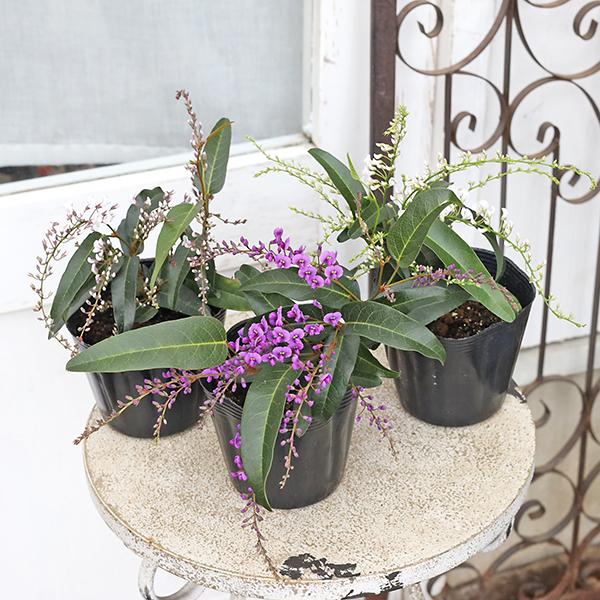 花苗 ハーデンベルギア コマチフジ 3号(9cm)です。カラーは、ホワイトピンク、パープル、ホワイトからお選びください。早春に小花が枝垂れるようにたくさん咲き、可愛らしいハーデンベルギア。オーストラリア原産の常緑つる性植物です。丈夫でよく育...