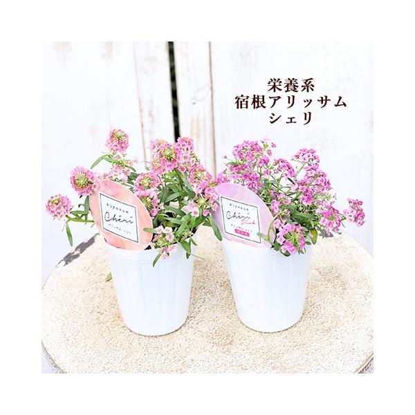 花苗 栄養系 アリッサム シェリ アプリコット ピンク 2.5号(7.5cm)です。カラーはアプリコットまたはピンクをお選びください。奥田園芸さんオリジナル品種です。パステルピンク系の小花が可愛らしくモコモコ咲きます。栄養系アリッサムは丈夫...