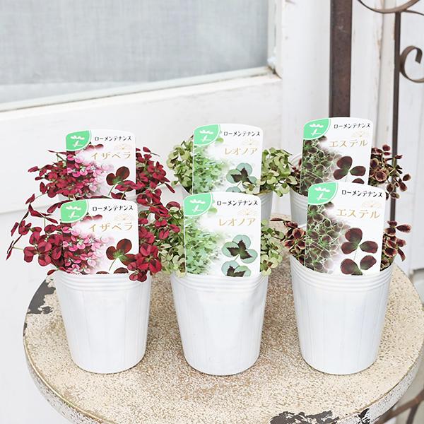 草花苗 トリフォリウム プリンセスクローバー 2.5号(7.5cm)です。種類は、レオノア、イザベラ、エステル、からお選びください。北欧で育種された、シックな葉色が美しいクローバー プリンセスシリーズです。まとまりが良く分枝性に優れた品種で...