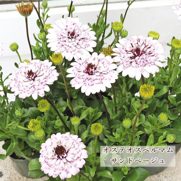 花苗 八重咲き オステオスペルマム サンドベージュ 3.5号(10.5cm)です。＊入荷から経過したため剪定しています。花弁はホワイトに裏がベージュとブロンズカラーが混ざったニュアンスカラー、オステオスペルマム サンドベージュです。ゲブラナ...