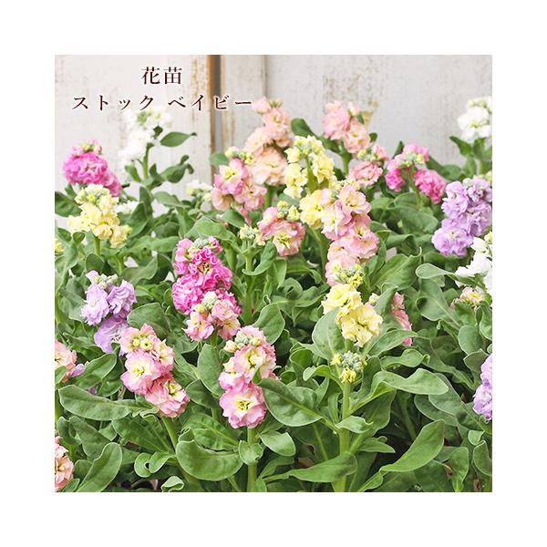 花苗 八重咲き ストック ベイビー ピンク ホワイト ブルー パープル アプリコット レインボー 3.5号(10.5cm)です。カラーはホワイト・パープル・ローズ・ピンクフラッシュ・アプリコット・クリーム・レインボーからお選びください。八重...