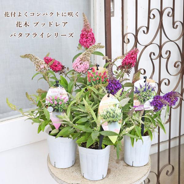 花木苗 ブッドレア バタフライキャンディシリーズ 3号(9cm)です。種類：ルビー・パープル・ピンク・ホワイトからお選びください。バタフライキャンディーシリーズはコンパクトで華やかなブッドレア。花はふんわりと甘い香りがして蝶やミツバチの蜜源...