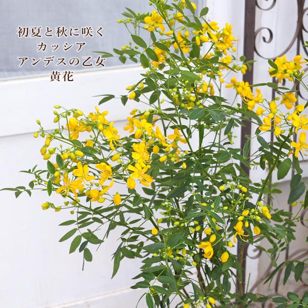 現品販売 常緑花木 カッシア アンデスの乙女 黄花 白花 7号(21cm) ハナセンナ 高さ約80〜90cmです。黄花、白花からお選びください。黄花は鮮やかなイエロー、白花は優しいクリーム色。初夏と秋に華やかな花が咲く人気の花木です。地植え...