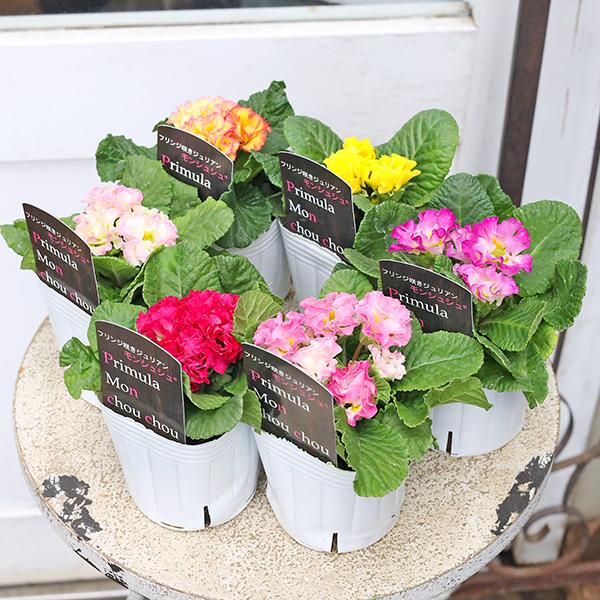 花苗 フリル咲き プリムラ ジュリアン モンシュシュ 3号(9cm)です。カラーは、赤ローズ、ピンク、イエローからお選びください。(それぞれ個体差があり色幅がございます)華やかなフリルバラ咲きジュリアンです。カラフルでかわいい、寄せ植えやお...