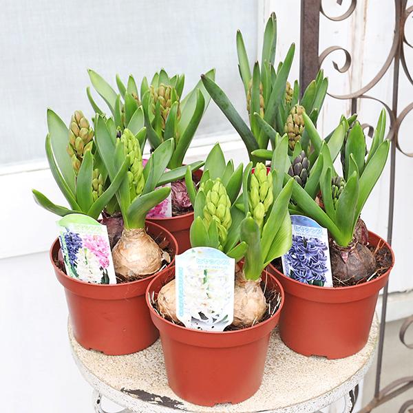 花苗 ヒヤシンス ３球植え レッド ホワイト ブルー ピンク ミックス 4号(12cm)です。ご希望のカラーをお選びください。ヒヤシンスはポピュラーな春の花ですが、最近は水耕栽培で人気の植物です。一株に花がたくさん咲くため、ひとつ植えるだけ...