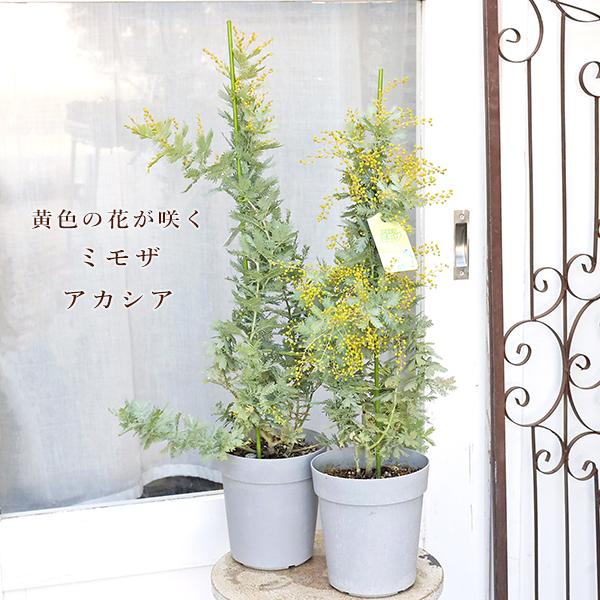 常緑苗木 ミモザ アカシア 花芽付き 5号(15cm)です。高さ約80〜90cm。春に黄色の花が満開に咲く人気の花木ミモザ アカシアです。丈夫で育てやすく、すくすくと成長が早いです。春にはミモザの黄色い小花をたくさん咲かせます。花や葉はドラ...