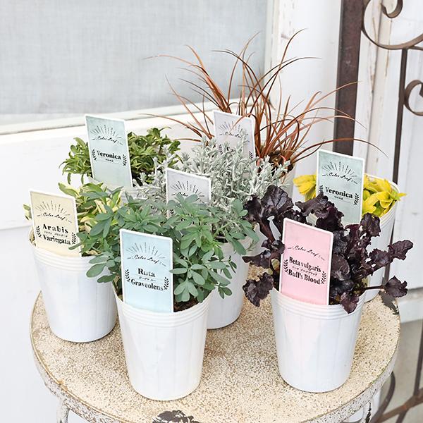 草花苗 カラーリーフ シリーズ 2.5号(7.5cm)です。種類は、ガーデンルー、アラビス バリエガータ、カロケファルス プラチーナ、カレックス、ビーツ ブルズブラッド、ベロニカ1、ベロニカ2からお選びください。丈夫で育てやすいカラーリーフ...