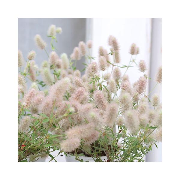 花苗 トリフォリウム バニーズ 2.5号ポット(7.5cm)です。クローバーの仲間でふわふわの綿毛のような穂は淡いピンク〜クリーム色の優しげでかわいらしいバニーズ。放任してもたくさんの花を咲かせ、こぼれ種でよく増えます。花穂はドライフラワー...