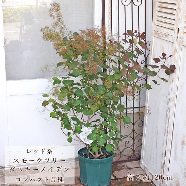 花木苗 スモークツリー ダスキーメイデン 8号(24cm) 高さ約120cm。画像の現品販売。＊花が終わったため剪定しています。コンパクトで花付き抜群のスモークツリー ダスキーメイデン。花はピンク色から、ふわふわと膨らむ花柄はダークレッド色...