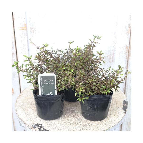 コプロスマ オータムへーゼ 3号(9cm)苗です。銅葉色のシックな葉色が美しいコプロスマ オータムヘーゼ。ほふく性で四季ごとに多彩な葉色の変化が楽しめる品種です。動きのある枝やシックな葉色を活かした寄せ植え、ガーデニング素材におすすめです。...