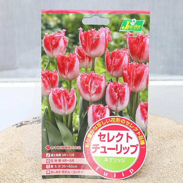 球根 チューリップ ネグリッジ （3球入り）です。彩り豊かな珍しい花形のセレクトシリーズ。咲き始めは白色で、フリンジが桃色に色づく。次第に桃色は濃く広がるます。初心者でも育てやすく、可愛らしい姿は春の花壇にぴったりです。４〜５号鉢に入れて植...