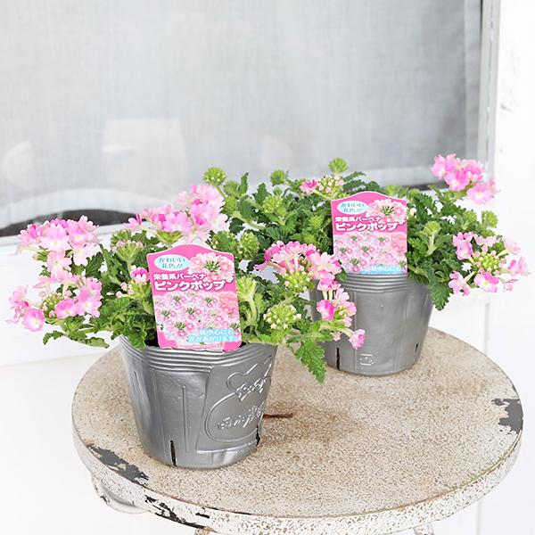 花苗 栄養系 バーベナ ピンクポップ 3.5号(10.5cm)です。＊入荷から経過したため剪定しています。パステルピンクの可愛い花色のバーベナ ピンクポップ。夏季、高温時にも花色が美しく発色する魅力的なバーベナ。耐暑性、病気に強く、春から秋...