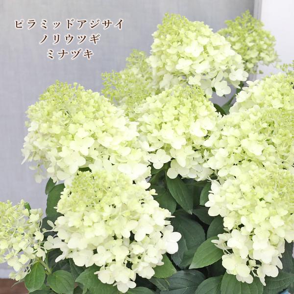 花木苗 花付 ピラミッドアジサイノリウツギ ミナヅキ 6号(18cm) 高さ約65cmです。別名 ノリノキ、ハイドランジア パニキュラータノリウツギの園芸品種、円錐形の花房をしているピラミッドアジサイ「水無月」です。咲き始めはグリーンから徐...