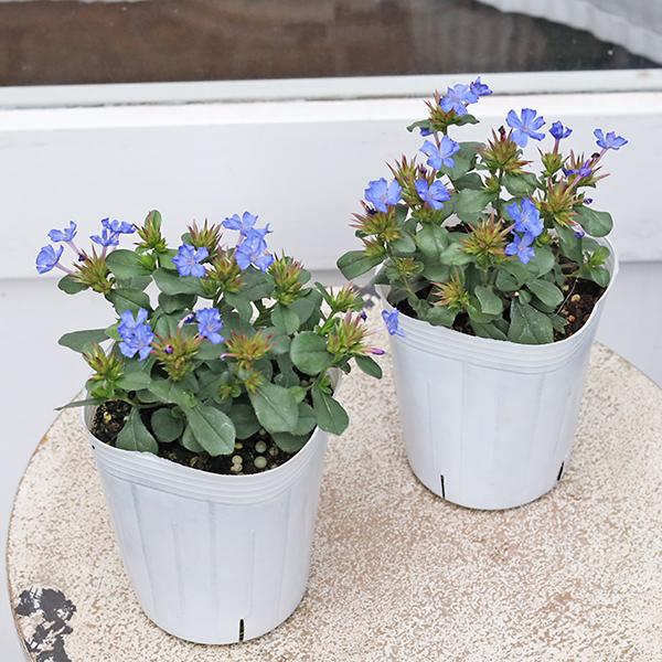 花苗 ルリマツリモドキ ブルーサファイア(ケラトスティグマ プルンバギノイデス) 3号(9cm)です。鮮やかなブルーの小花を咲かせるルリマツリモドキ。草丈が低く横に広がる性質があるため、数少ない青花のグランドカバーになります。花期が長く初夏...