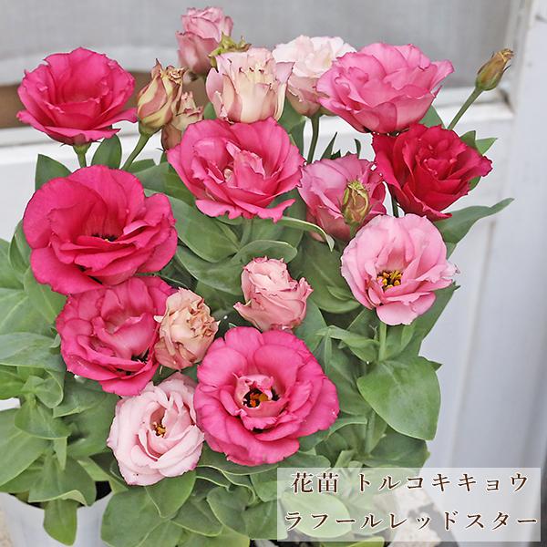花苗 八重咲き トルコキキョウ ラフールレッドスター 2.5号(7.5cm)です。値下げしました。※花無し。剪定しています。八重咲きピンク〜ローズ色の鮮やかな色合い、とても華やかでアンティークな印象もあるラフールレッドスターです。中晩生品種...