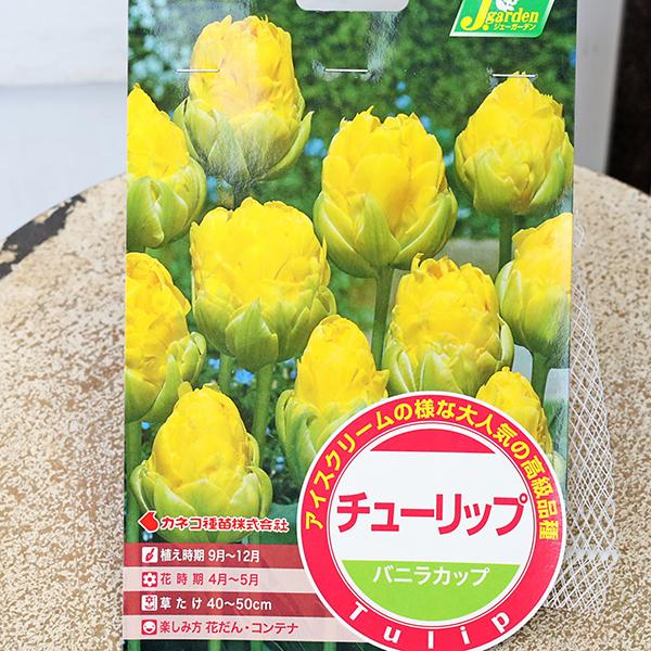 球根 チューリップ バニラカップ 2球入りです。鮮やかなイエロー、モコモコと膨らむ蕾がかわいいカップ咲き。人気品種のチューリップです。初心者でも育てやすく、可愛らしい姿は春の花壇を華やかに演出します。４〜５号鉢に入れて植え込むことで、見栄え...