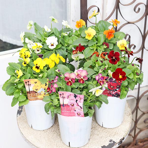 花苗 ビオラ ロマン街道 ピンク レッド オレンジ イエロー ホワイト 3.5号(10.5cm)です。種類は、はにかみピンク、純情レッド、初恋オレンジ、ときめきイエロー、純情ホワイトからお選びください。※それぞれ色の個体差あります。華やかで...