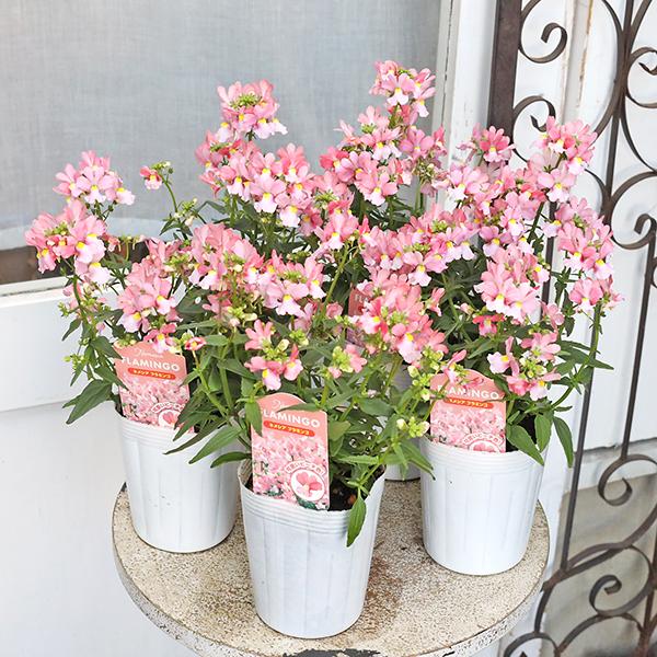 花苗 宿根 ネメシア フラミンゴ 3号(9cm)です。かわいいピーチ色〜アプリコットカラーのネメシアです。分枝力高く次々に花を咲かせるのでとてもボリュームよく育ちます。性質は丈夫で乾燥にも比較的強く、四季咲き性で気温さえ合えば咲きます。明る...