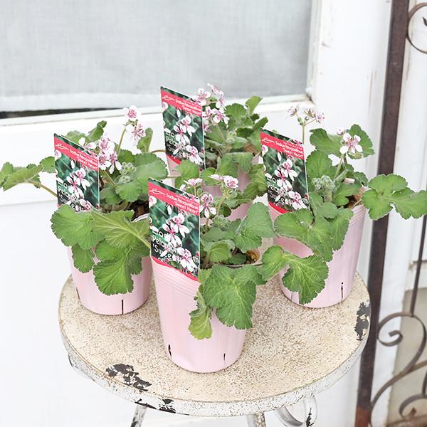 花苗 エロディウム ペラルゴニフロラム スイートハート 3号(9cm)です。淡いパステルピンクの可憐な花が咲きます。真夏の暑い時期は花が休みますが、花期が長く開花期は良く咲きます。花付良く、這うように広がります。寒さに強く、多湿に気を付けれ...